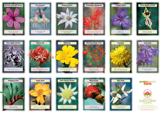 Australian Bush Essence Flower Posters.