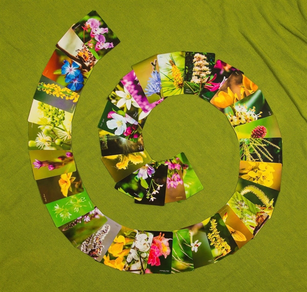 Bach Flower Spirit Cards.